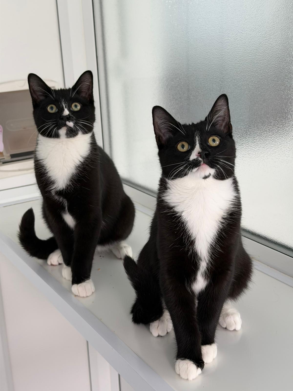 RSPCA Worcester and Mid-Worcestershire Branch