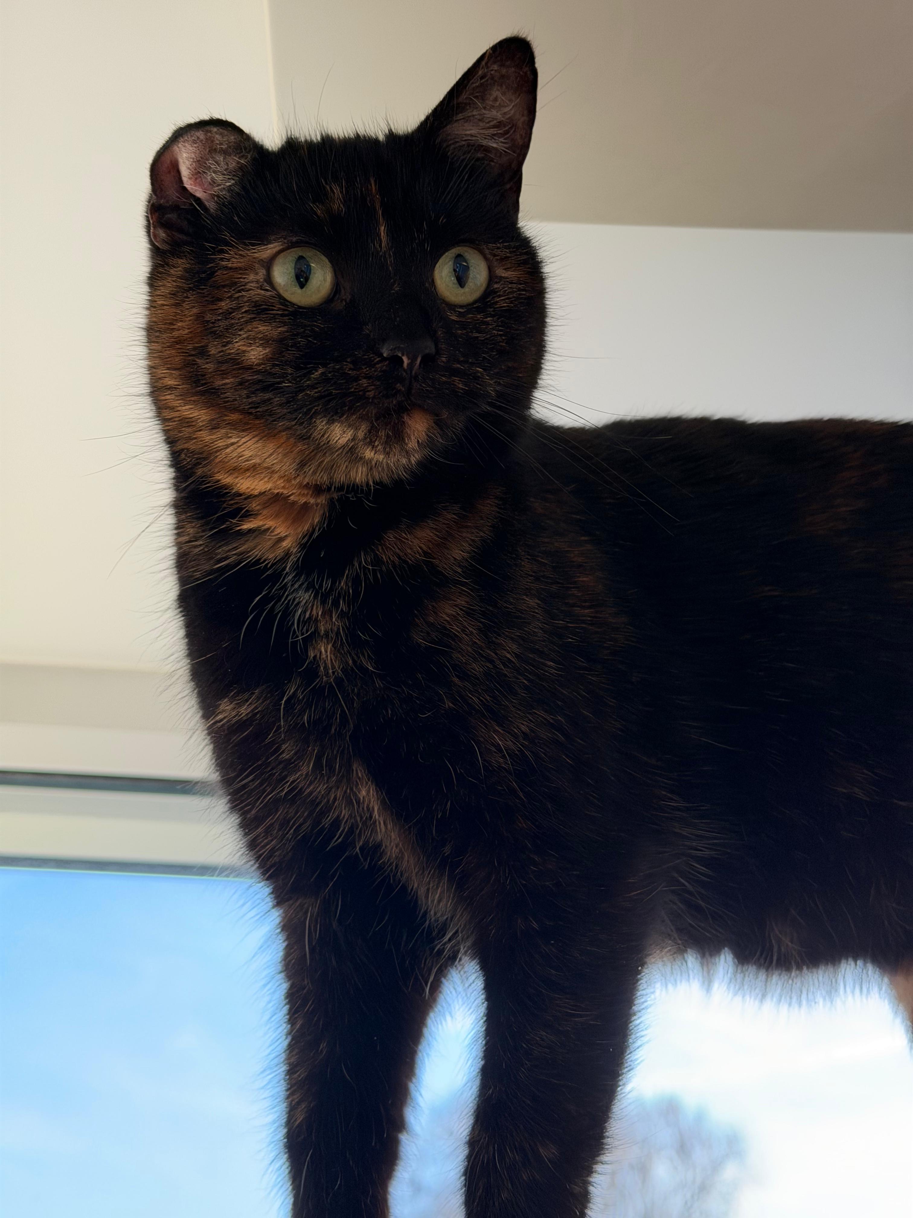 RSPCA Worcester and Mid-Worcestershire Branch