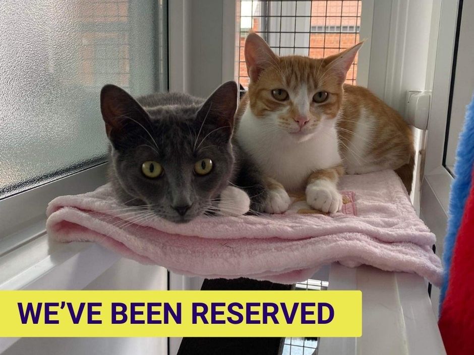 RSPCA Worcester | Cats | Animal Welfare | Animal Cruelty | Animal Charity