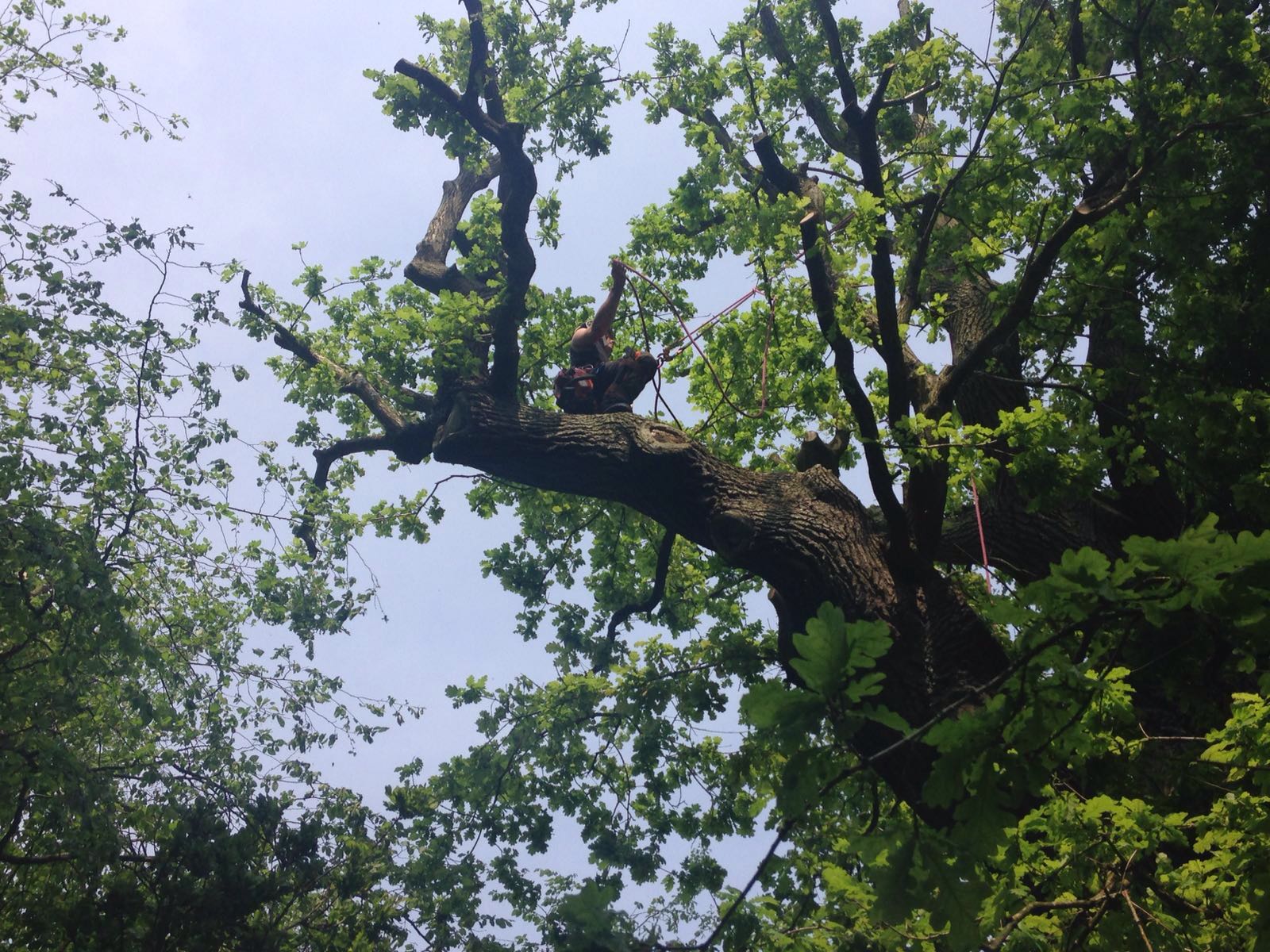 Home Page [www.perrytrees.co.uk]