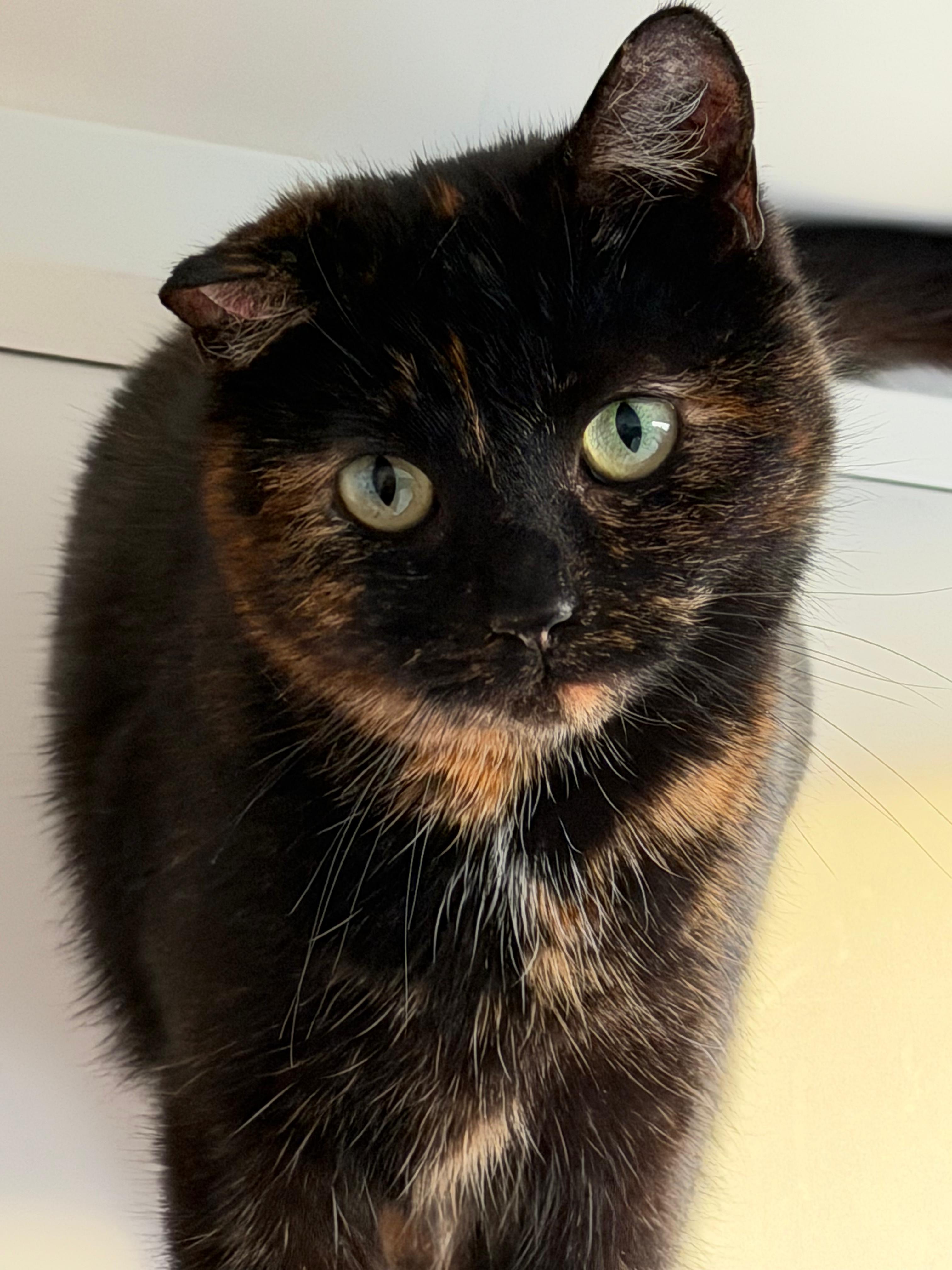 RSPCA Worcester and Mid-Worcestershire Branch