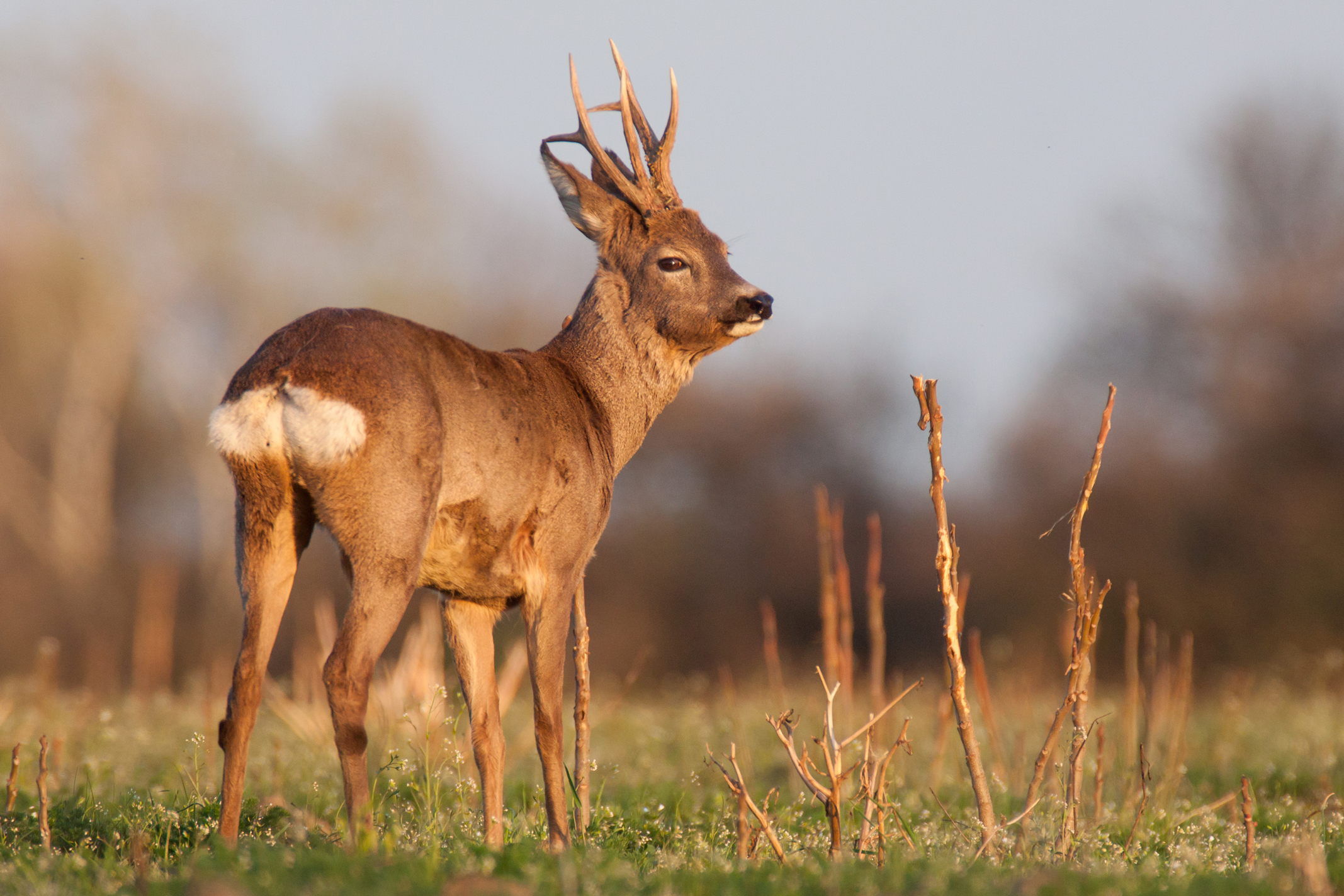 Annual Rankings - Roe Deer (English & Welsh) 2022
