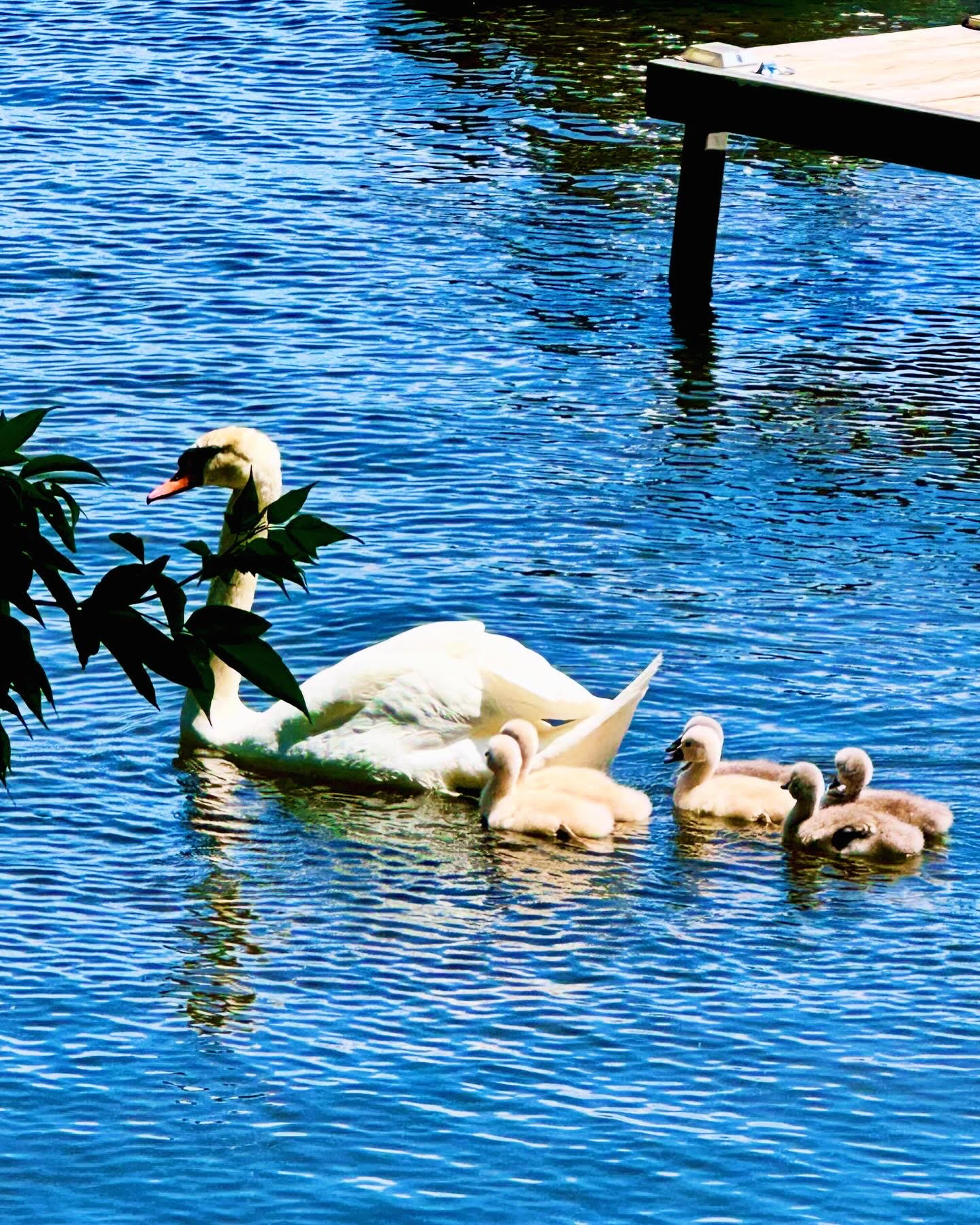 David R. Maracle - Native Expressions