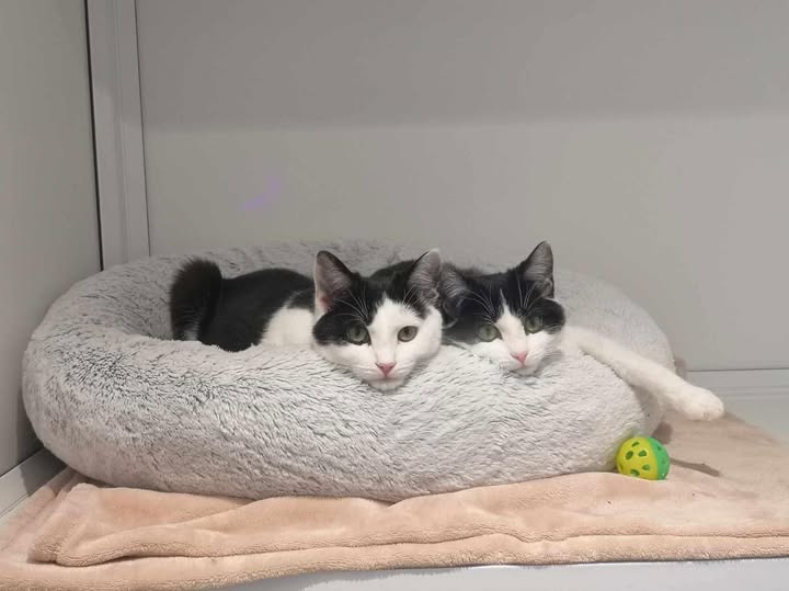 RSPCA Worcester | Cats | Animal Welfare | Animal Cruelty | Animal Charity