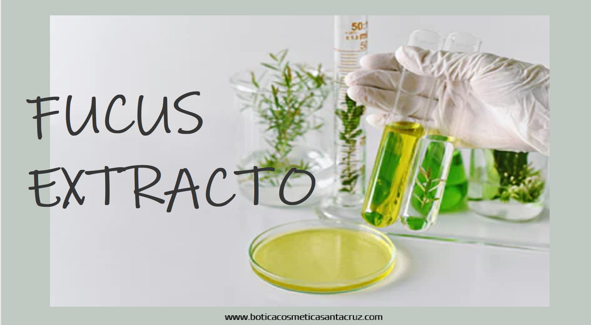 FUCUS EXTRACTO