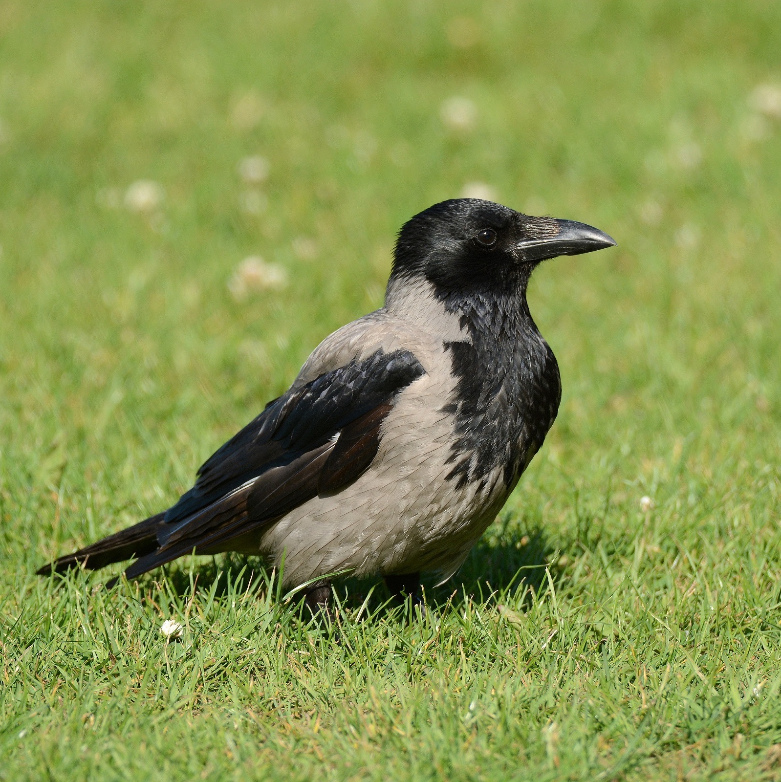 Countryside Bird Survey