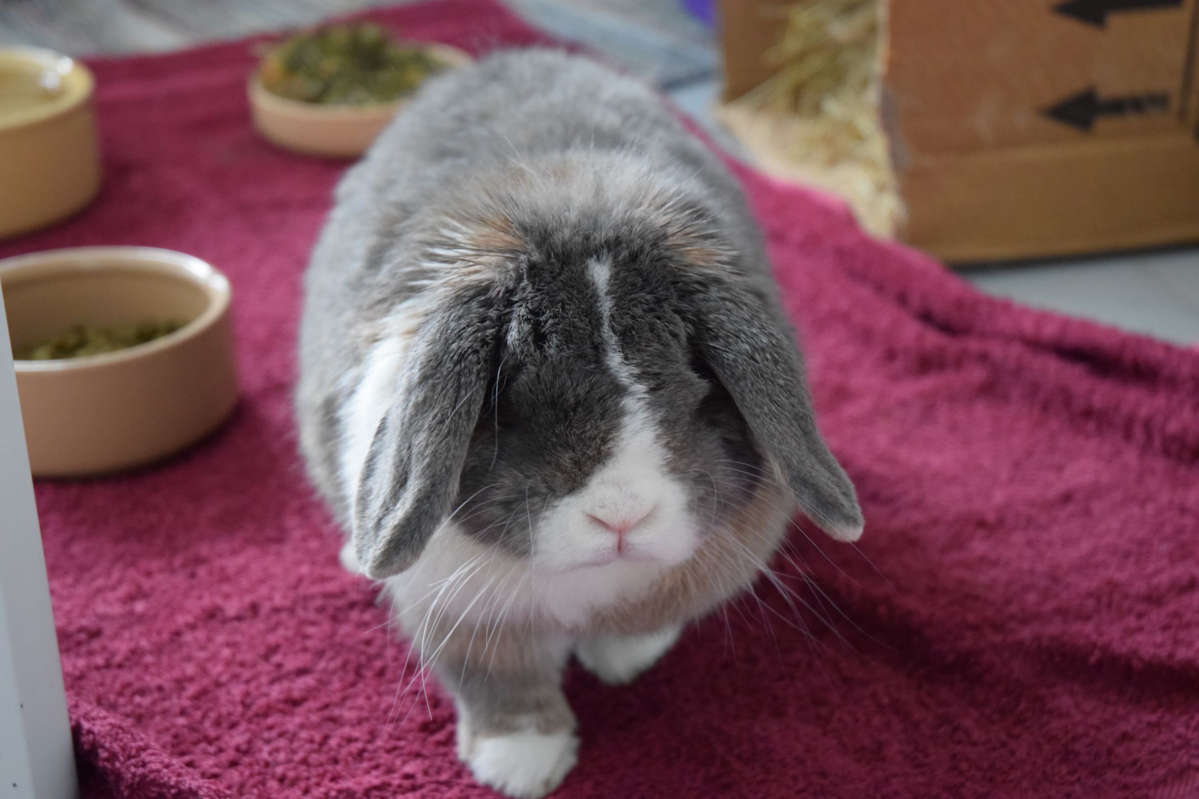 RSPCA Worcester | Small Animals | Animal Welfare | Animal Cruelty ...