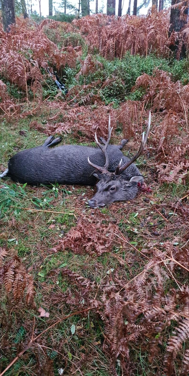 Ireland’s Premier Hunting Trips | Deer & Bird Hunting