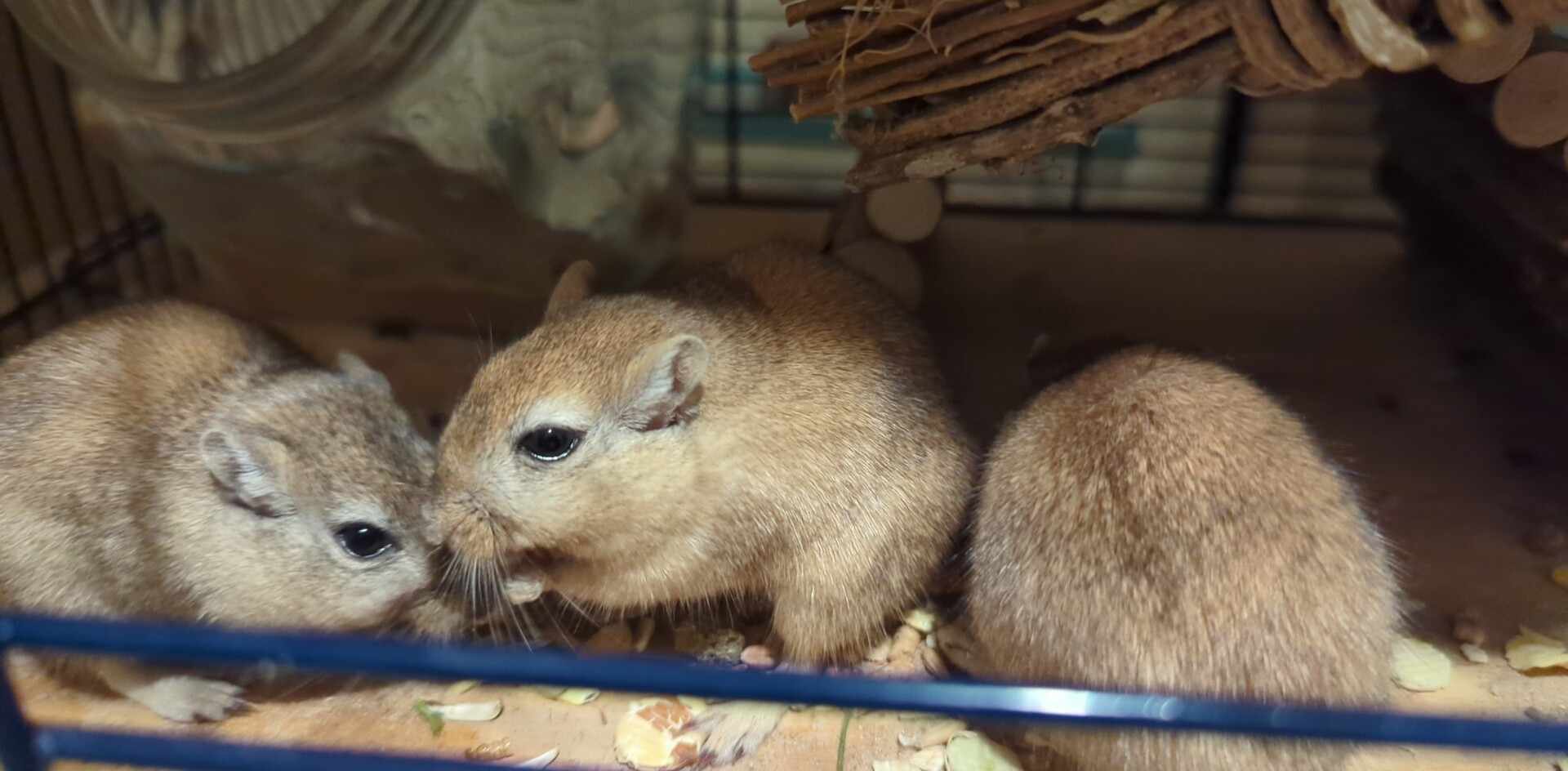 RSPCA Worcester and Mid-Worcestershire Branch