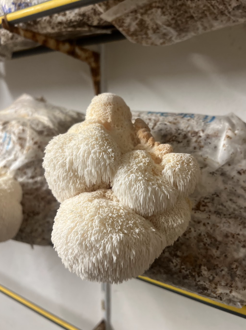 Gobarna.si & Gobnjak I Mali plac