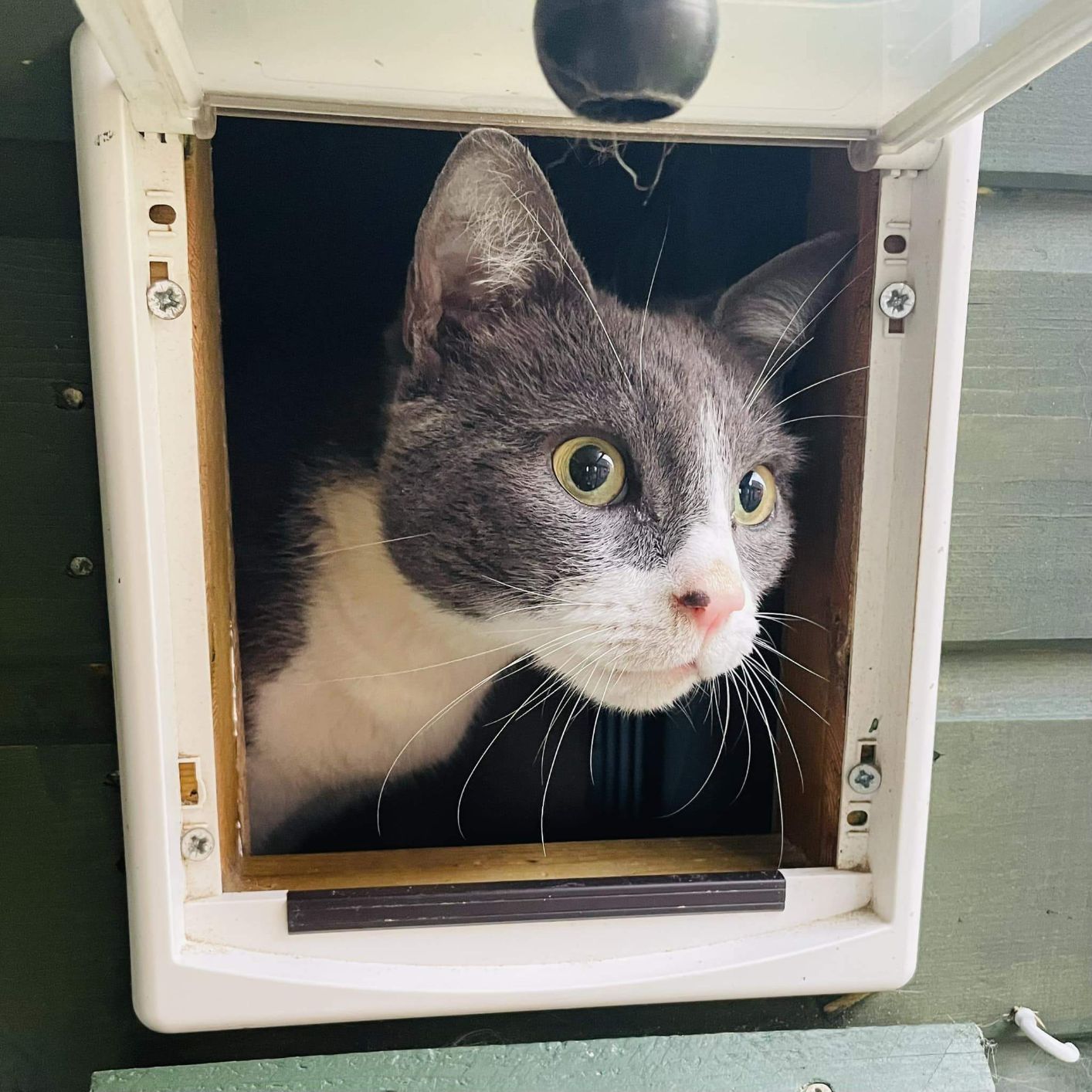 Cats Looking for homes