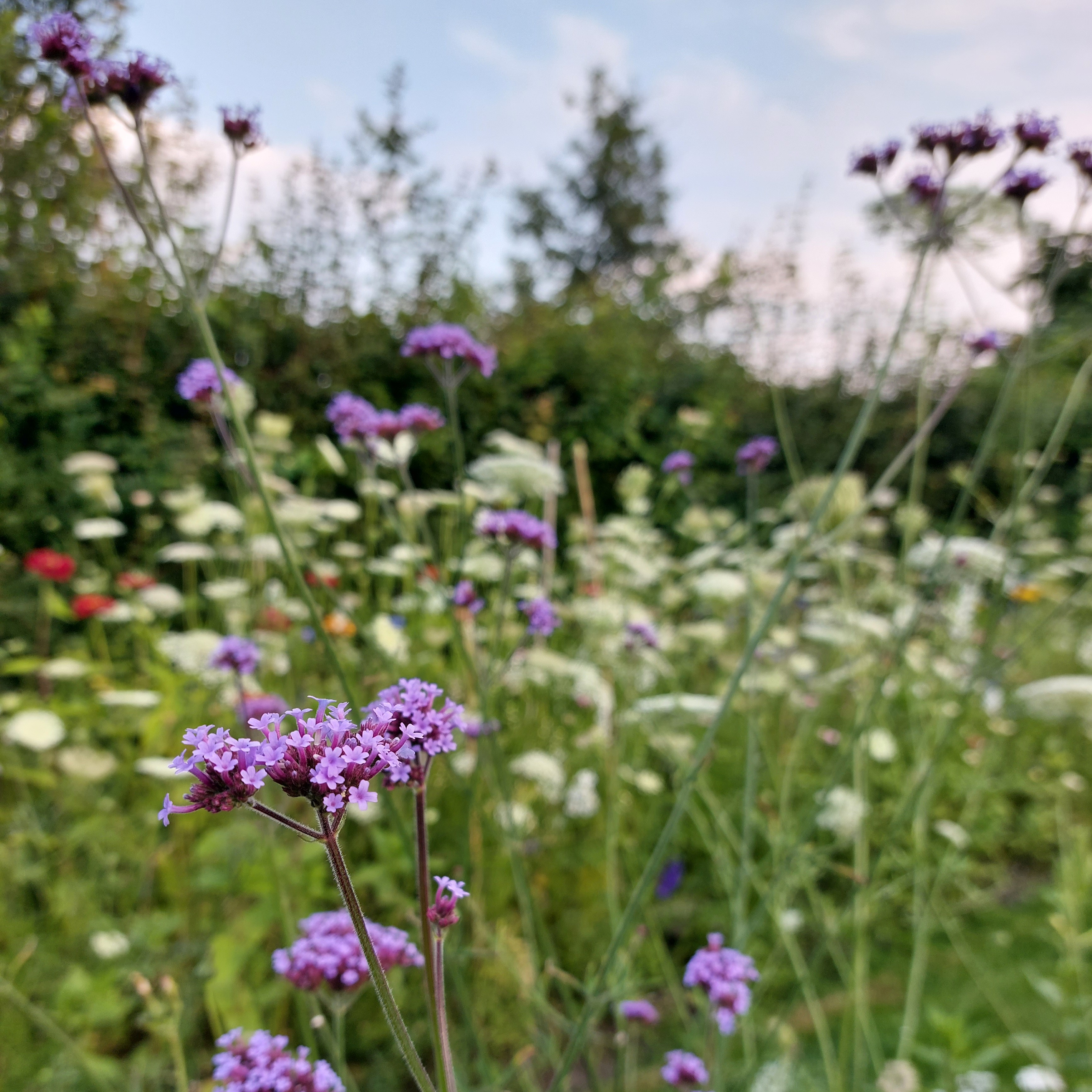 Verbena bonariensis - ijzerhard