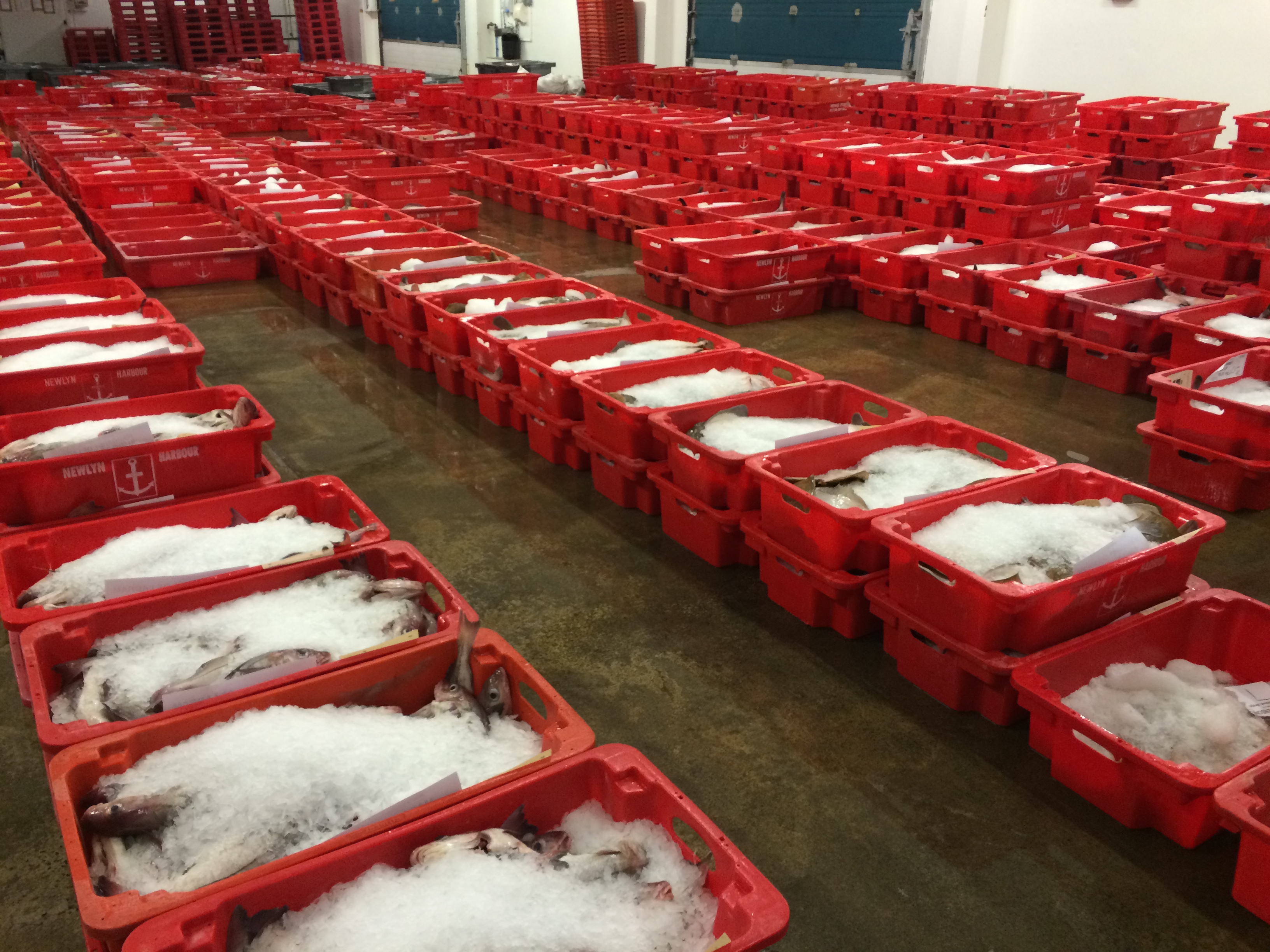 Fresh Cornish Fish - Online fish deliveries direct to your home
