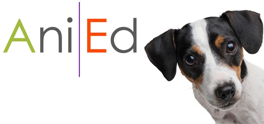 Safe Dog Handling & Interactions