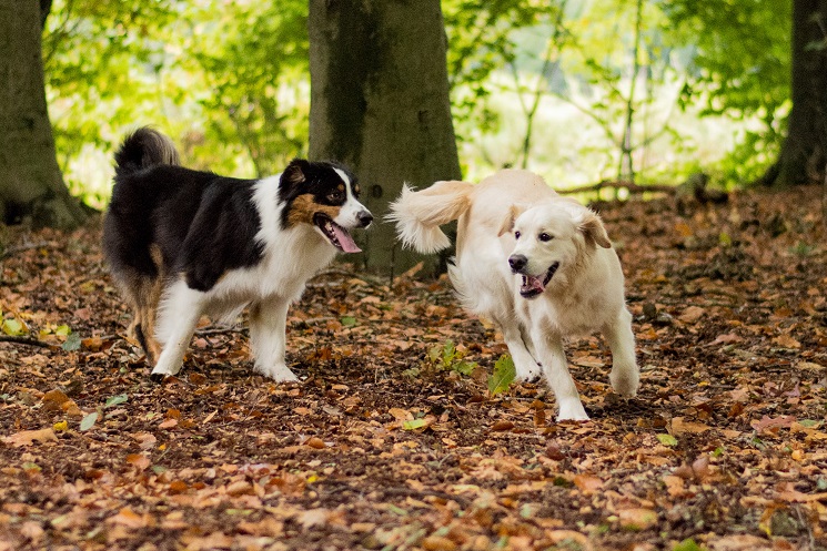 Hondenspel uit gelegd.
