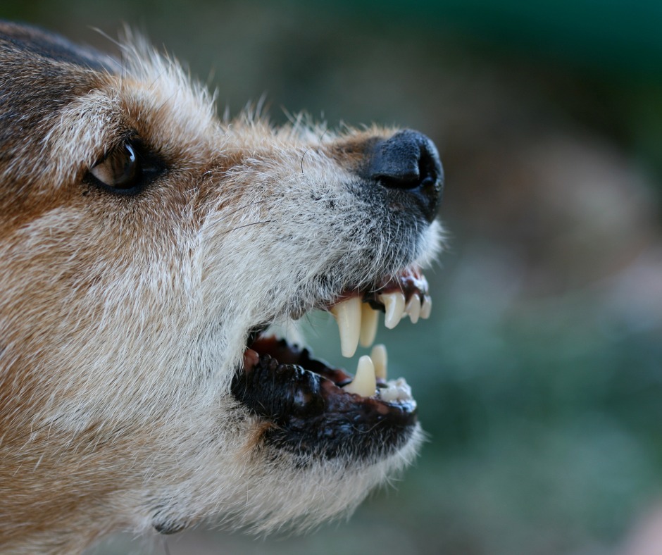 Dog Bites: Why Dogs Bite & What We Can Do About It