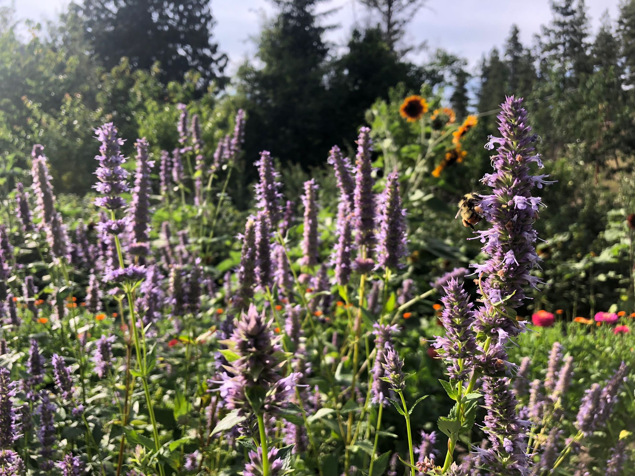 Garnett Hollow Organic Farm