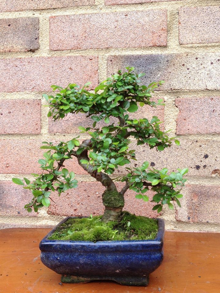 Indoor/Outdoor Bonsai Trees, Soils, Ceramics, Fertilisers and ...