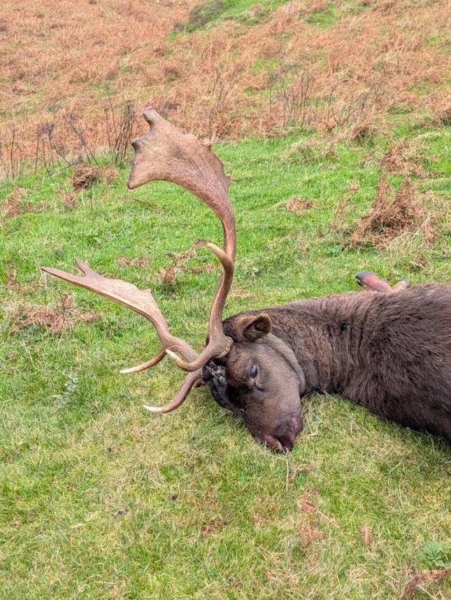 Ireland’s Premier Hunting Trips | Deer & Bird Hunting