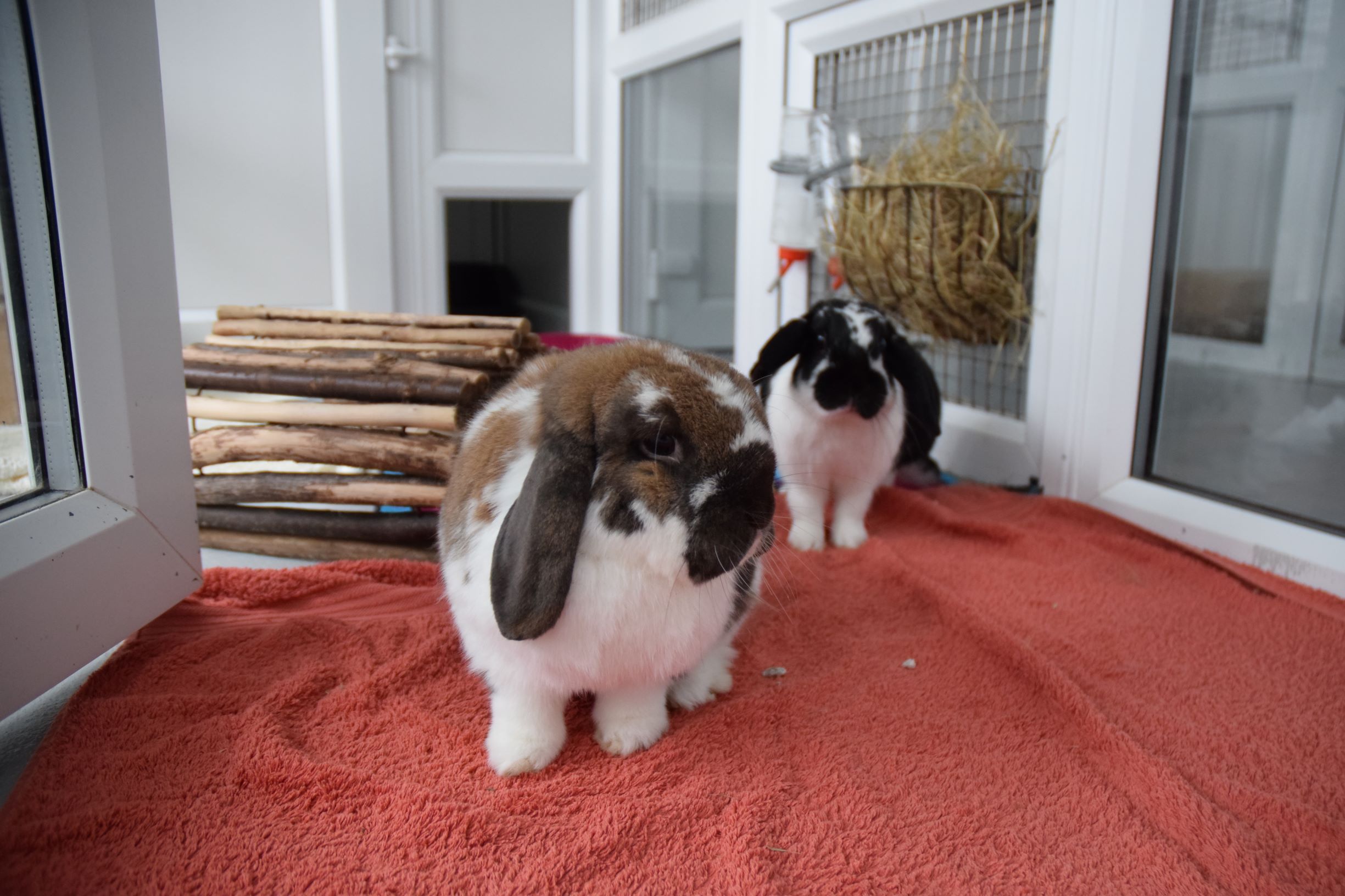 RSPCA Worcester | Small Animals | Animal Welfare | Animal Cruelty ...