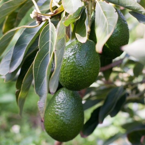 Home Page [zest.basekit.com]