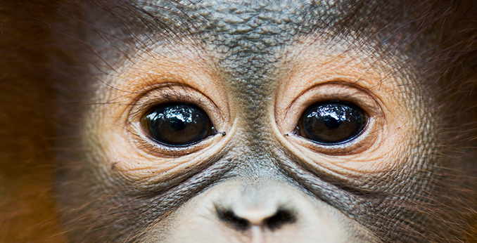 Save the Orangutan: the life cycle